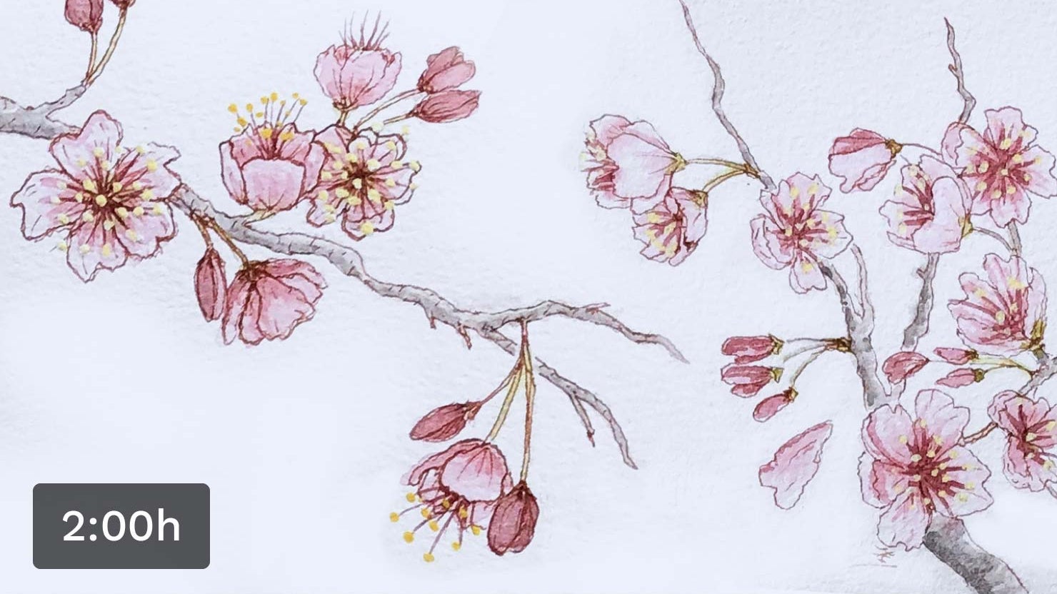 How To Draw A Cherry Blossom Flower Step By Step