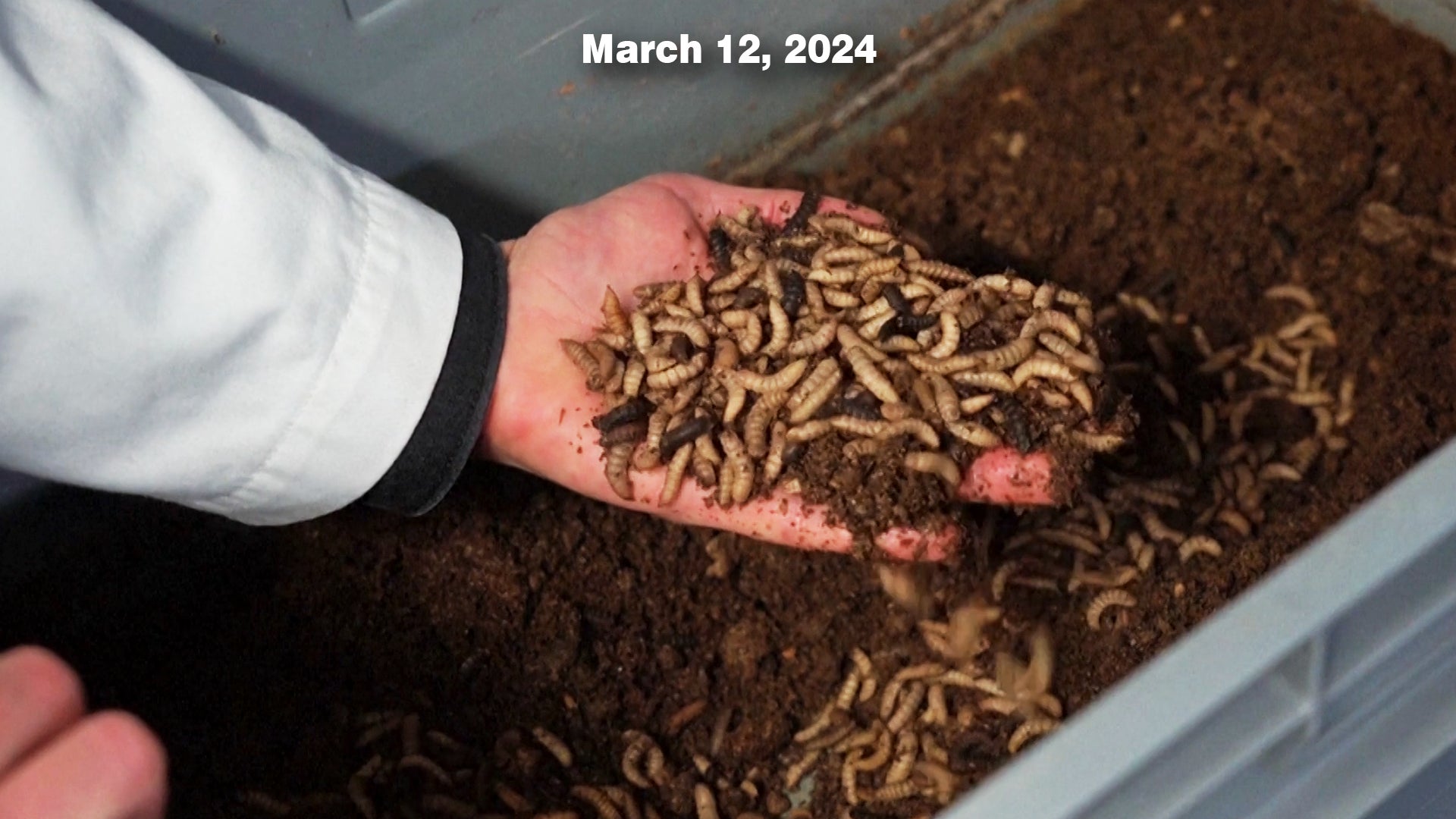 Insect Farming | WORLD Watch