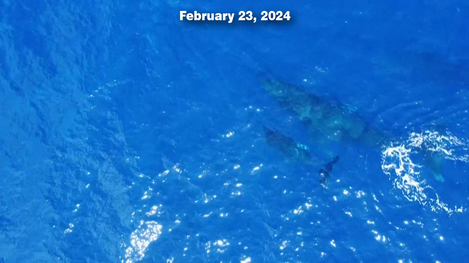 Deep-Sea Bounty Trough | WORLD Watch