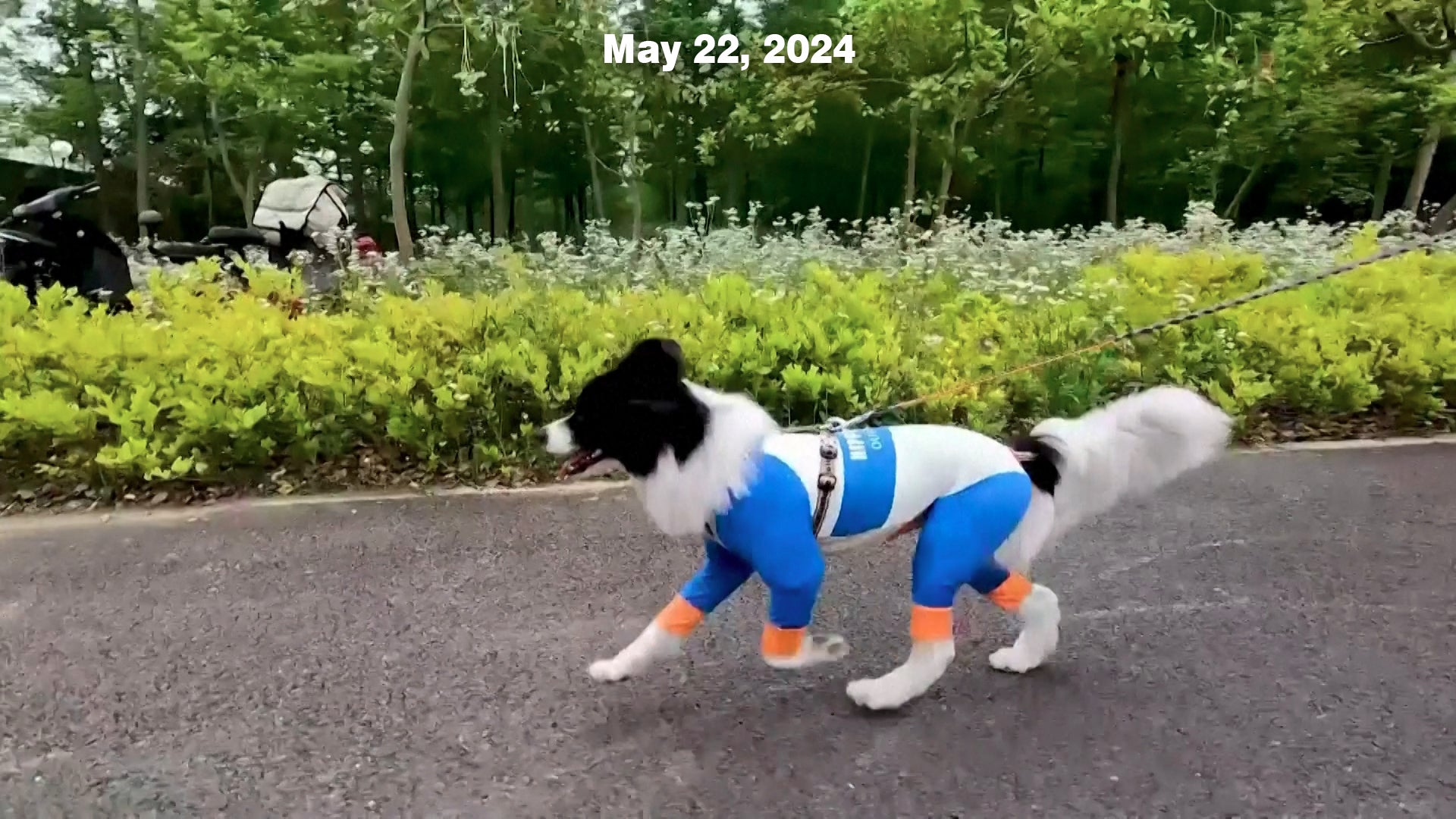 Dog Trail Races | WORLD Watch