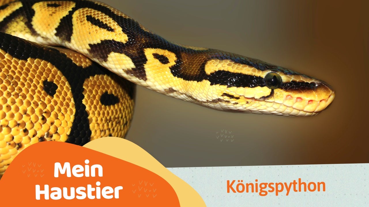 Königspython