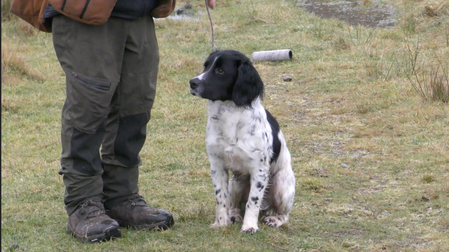 GundogTV - gundog training videos