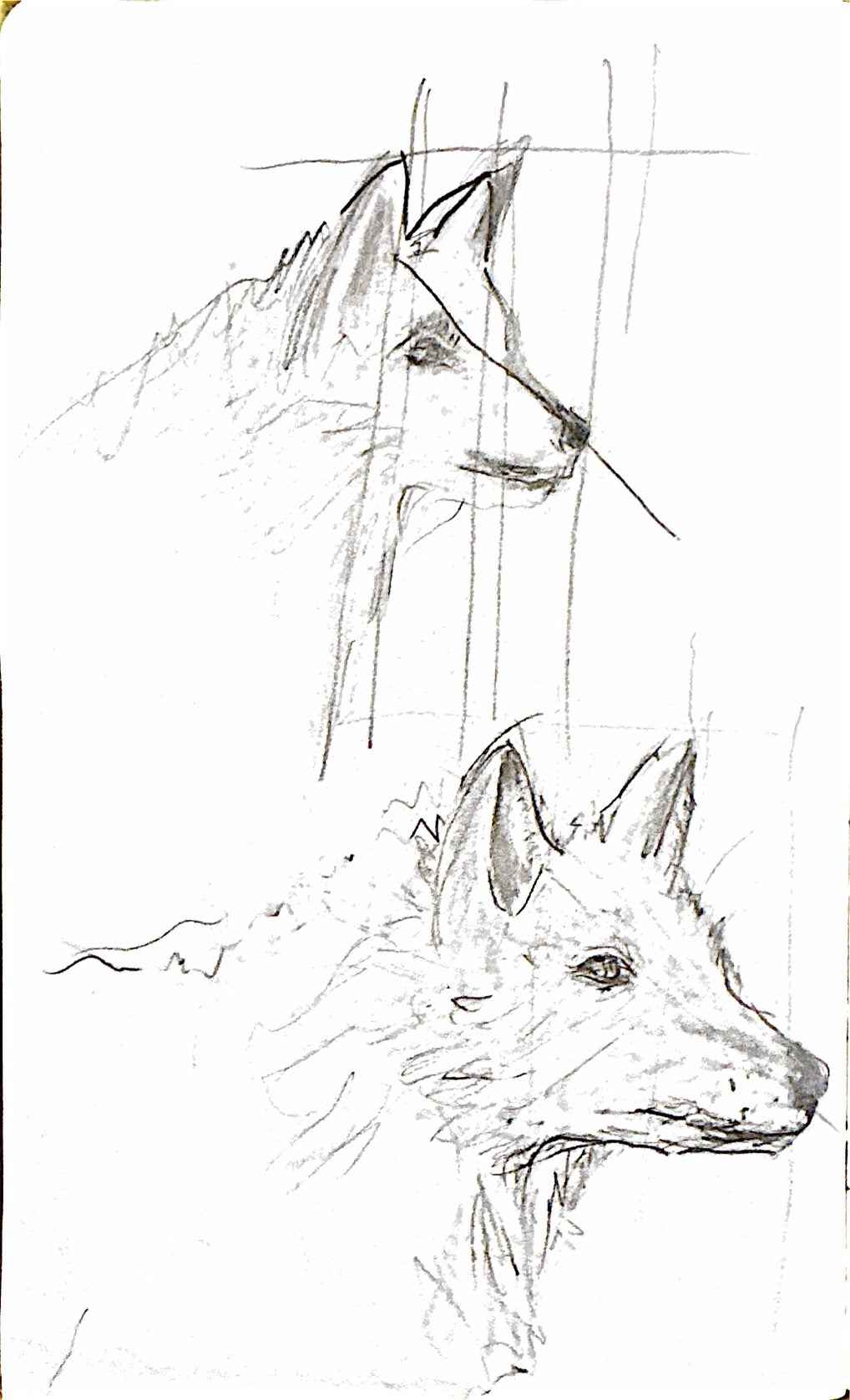 Drawing Animals in Graphite