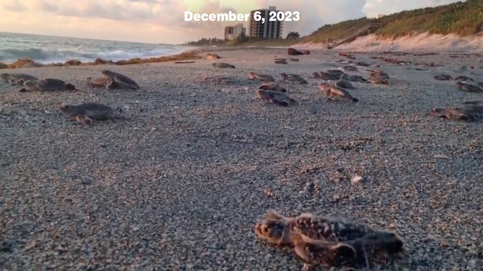 Wednesday, December 6: Sea Turtle Numbers | WORLD Watch