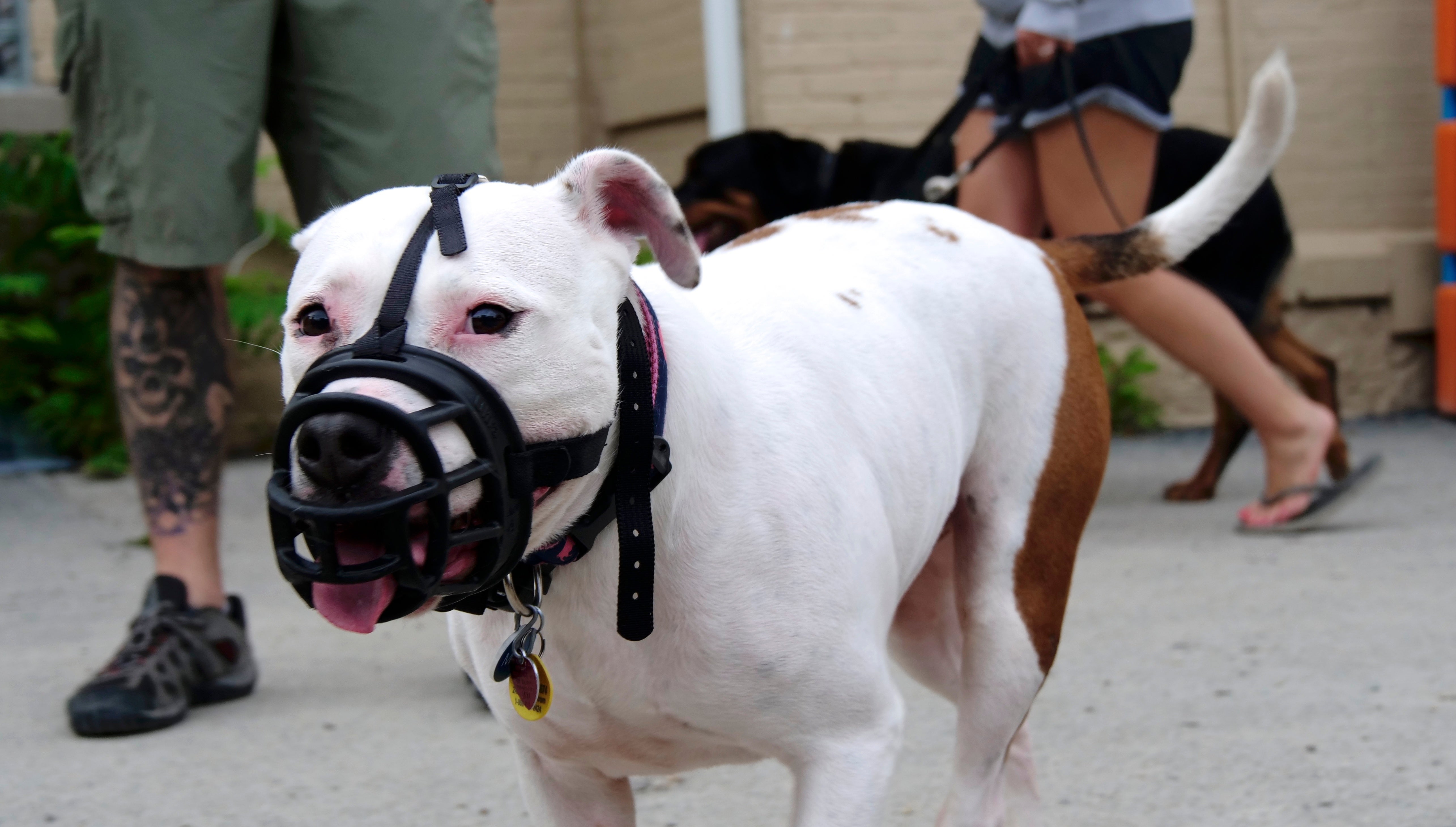 Consider The Dog | Dog Behavior Modification Videos