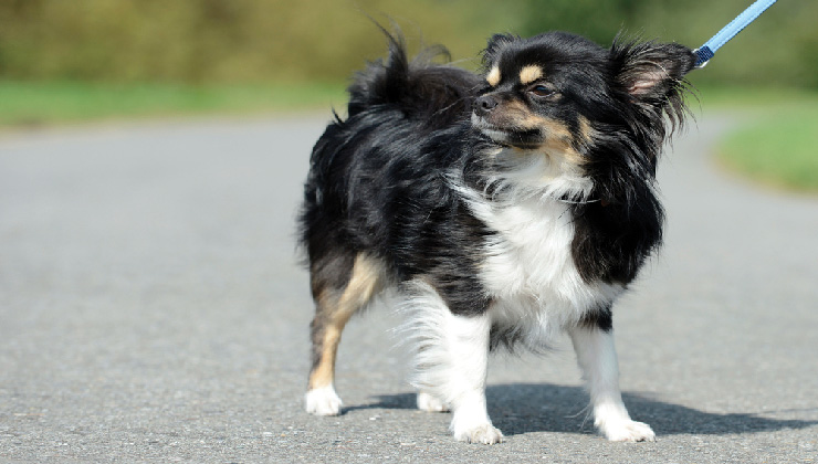 Reliability for Reactive Dogs with Control Unleashed® Exercises ...