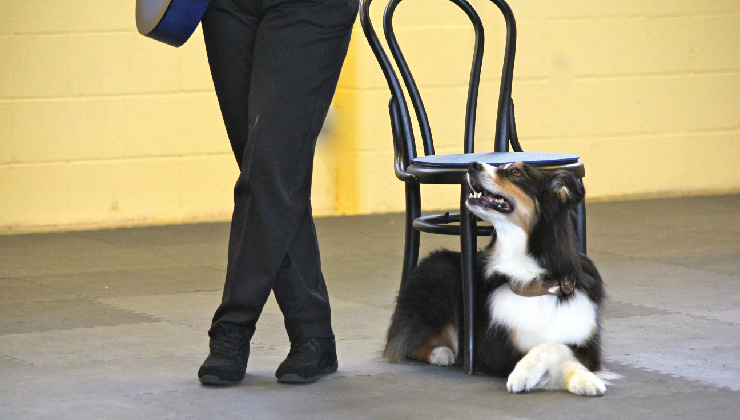 Performance Attention: Creating Your Dream Team | Tawzer Dog