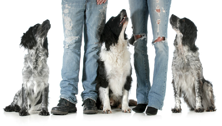 Multiple Dog Households | Tawzer Dog