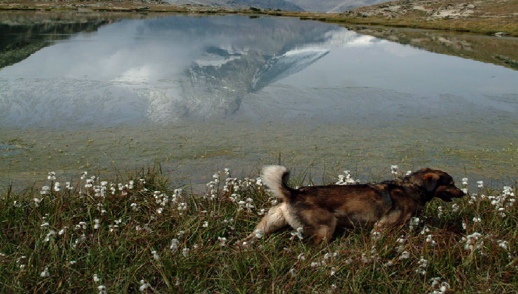 Ready, Set, HIKE! | Tawzer Dog