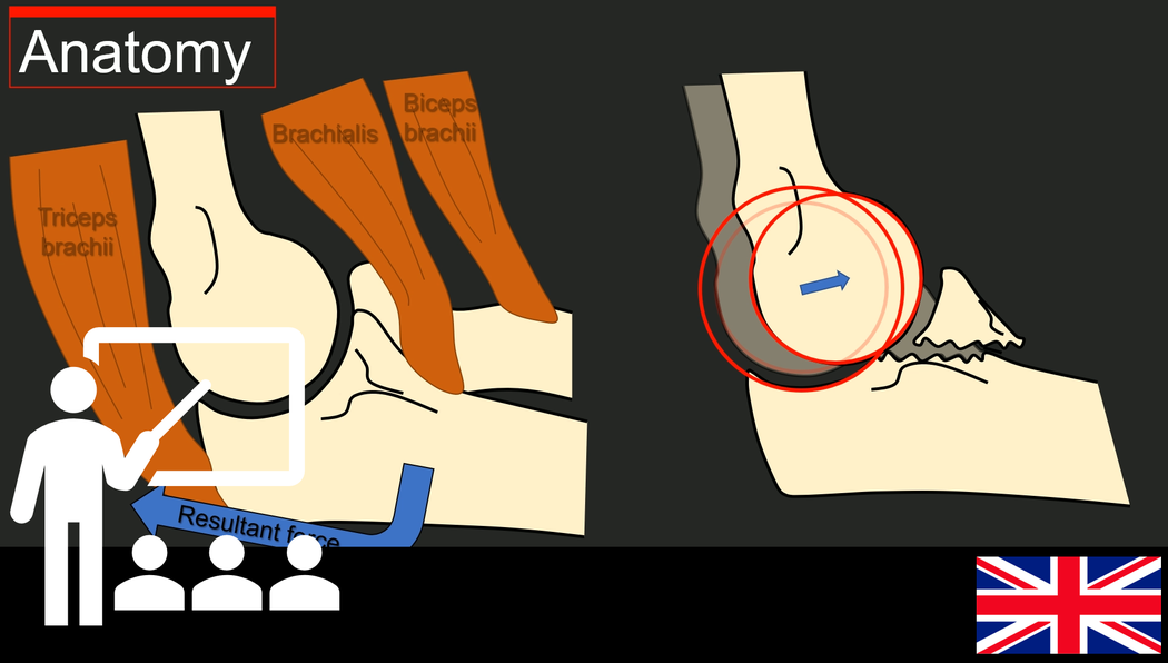 Understanding Coronoid Process Fractures