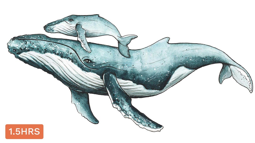 Humpback Whale with Watercolours
