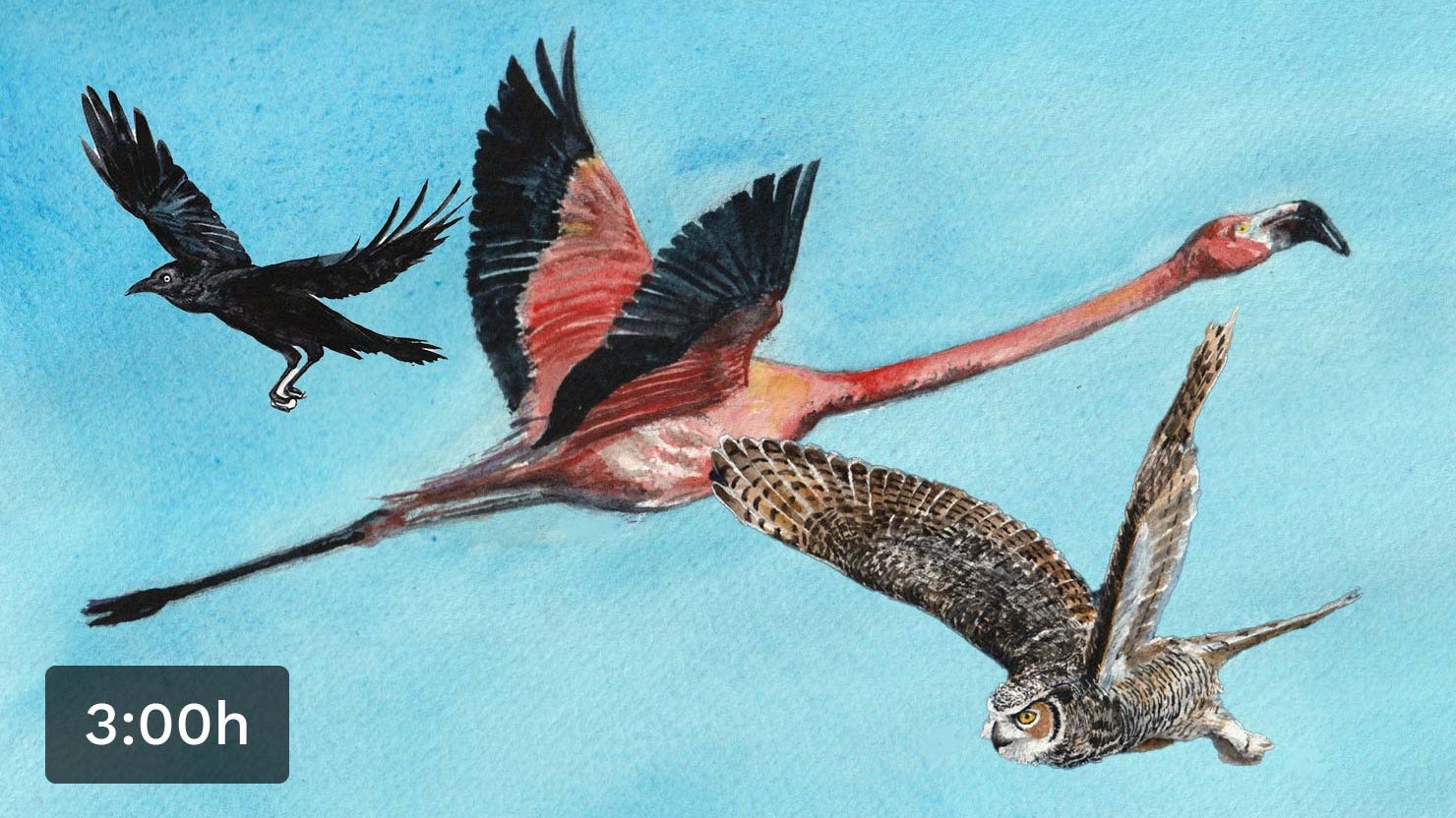 Watercolour Bird Studies — Painting Birds in Flight