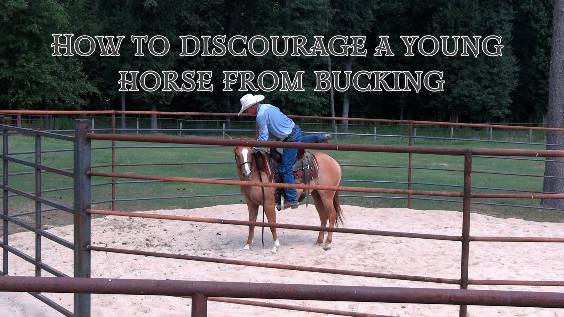 10 Commandments | B1 Horsemanship