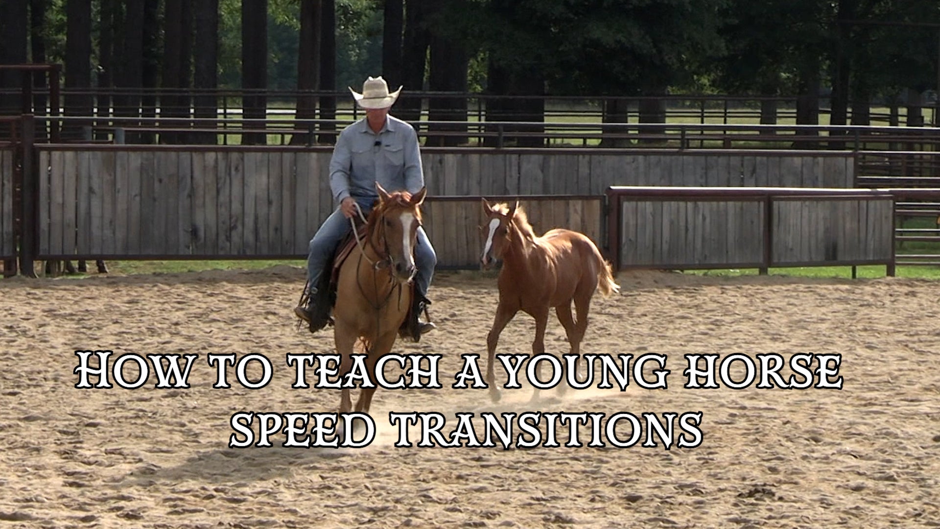 10 Commandments | B1 Horsemanship