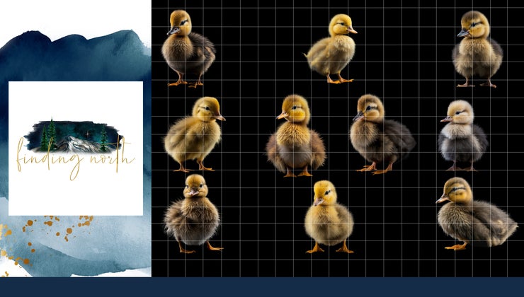 Finding North Educational Resources for Photographers | Duckling ...