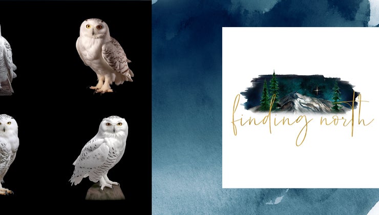 Finding North Educational Resources for Photographers | Snow Owl Digital Overlays