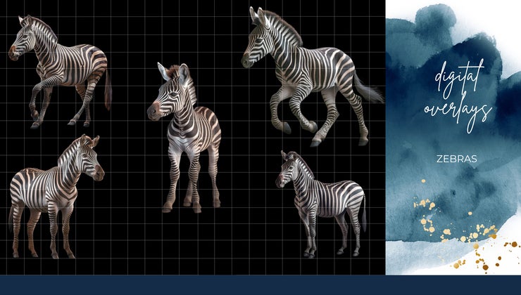 Finding North Educational Resources for Photographers | Zebra Digital ...