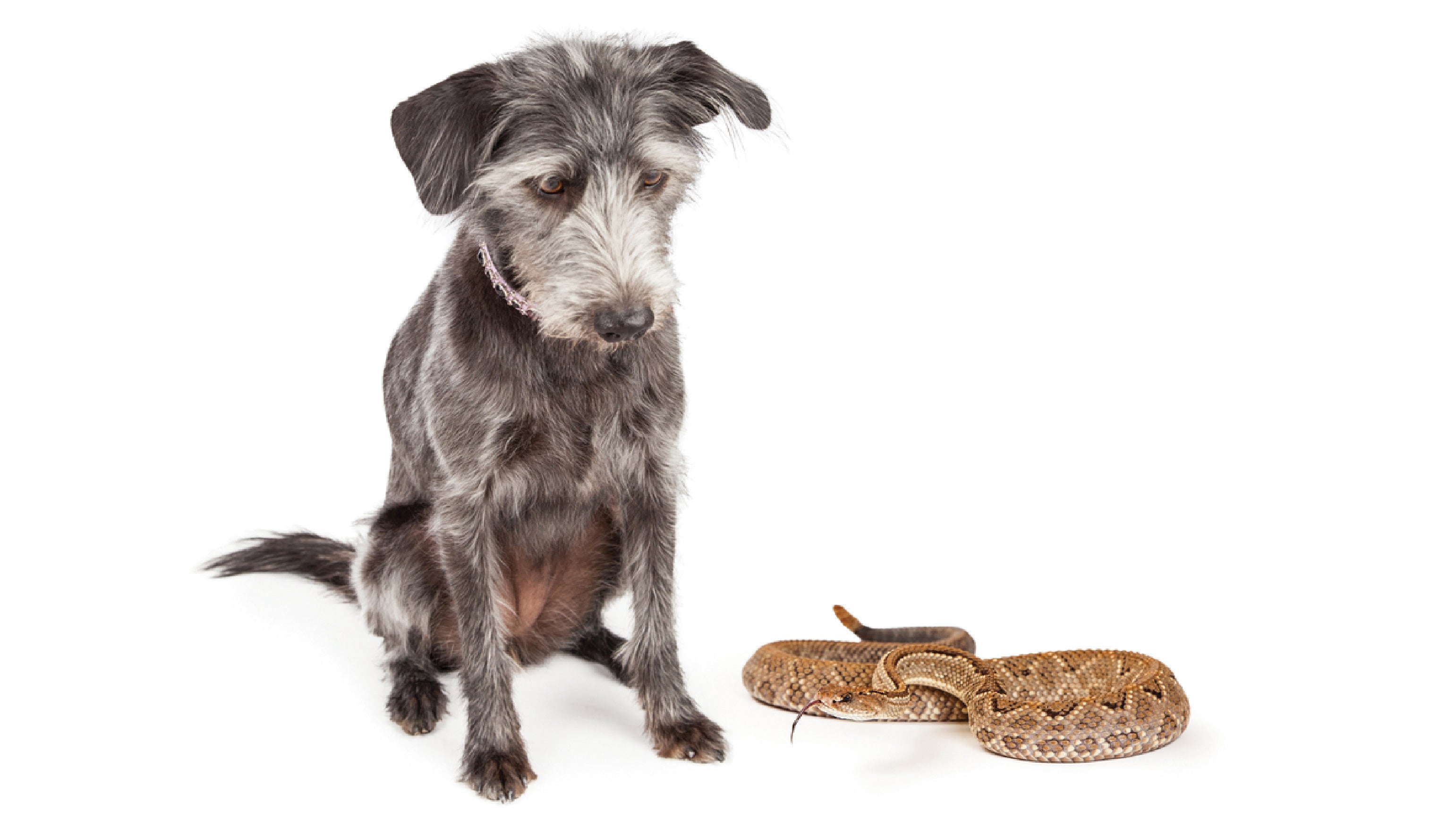 A Positive Rattlesnake Avoidance Training and Safety Program | Tawzer Dog