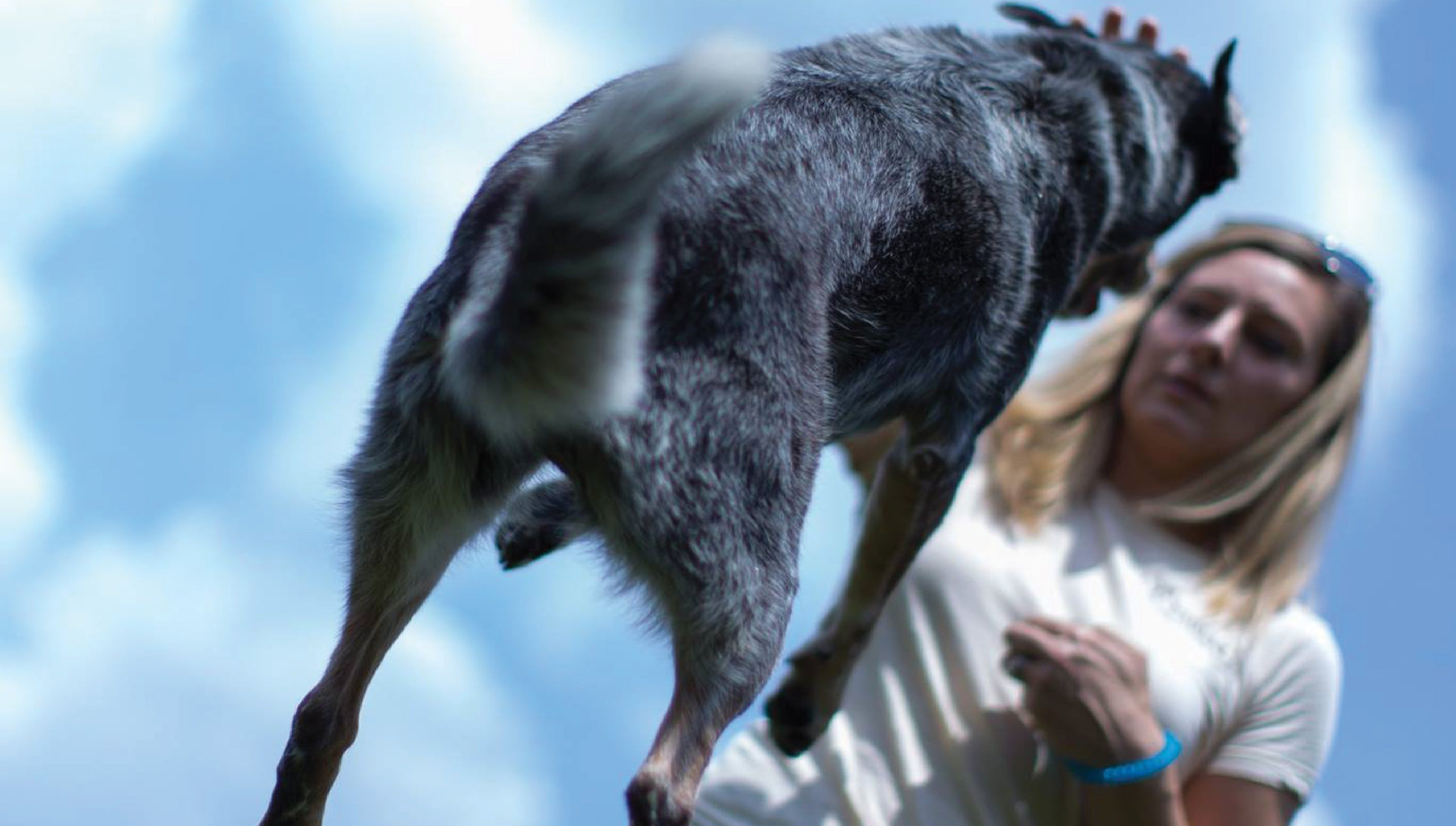 Agility Skills for Fun and Confidence: Teaching a 6-week agility for ...