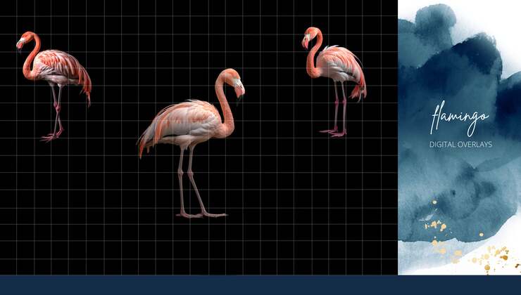 Finding North Educational Resources for Photographers | Flamingo ...