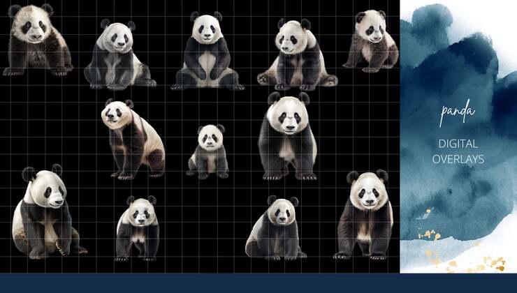 Finding North Educational Resources for Photographers | Panda Digital ...