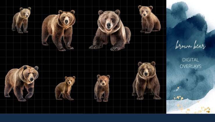 Finding North Educational Resources for Photographers | Brown Bear ...