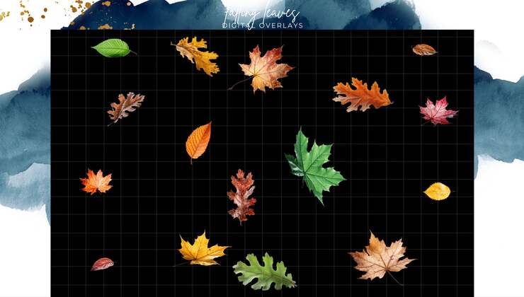 Finding North Educational Resources for Photographers | Falling Leaves ...