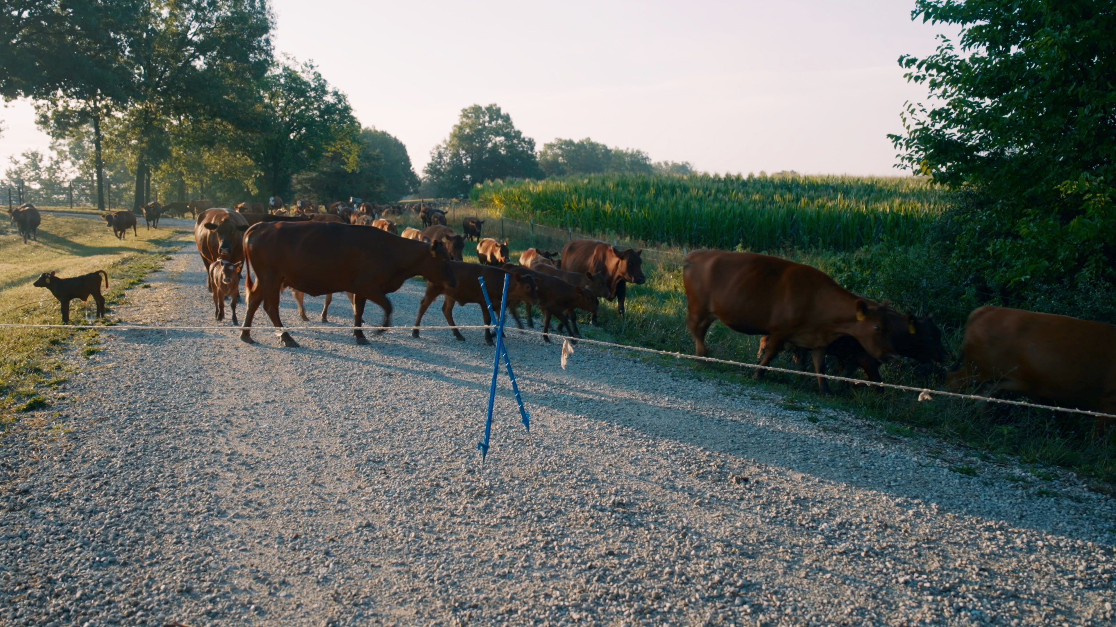 Greg Judy's Regenerative Homesteading Cattle Masterclass