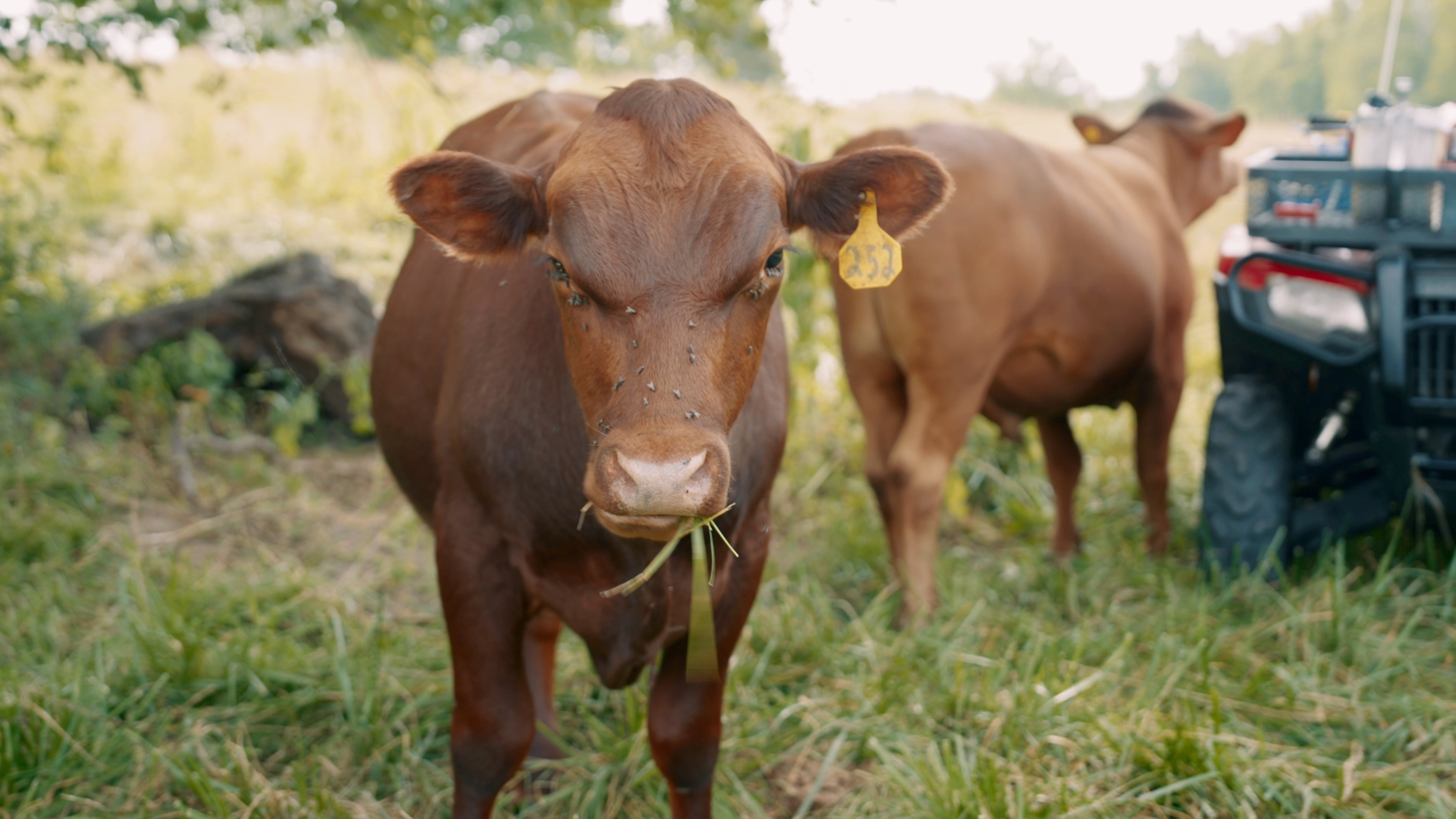 Greg Judy's Regenerative Homesteading Cattle Masterclass