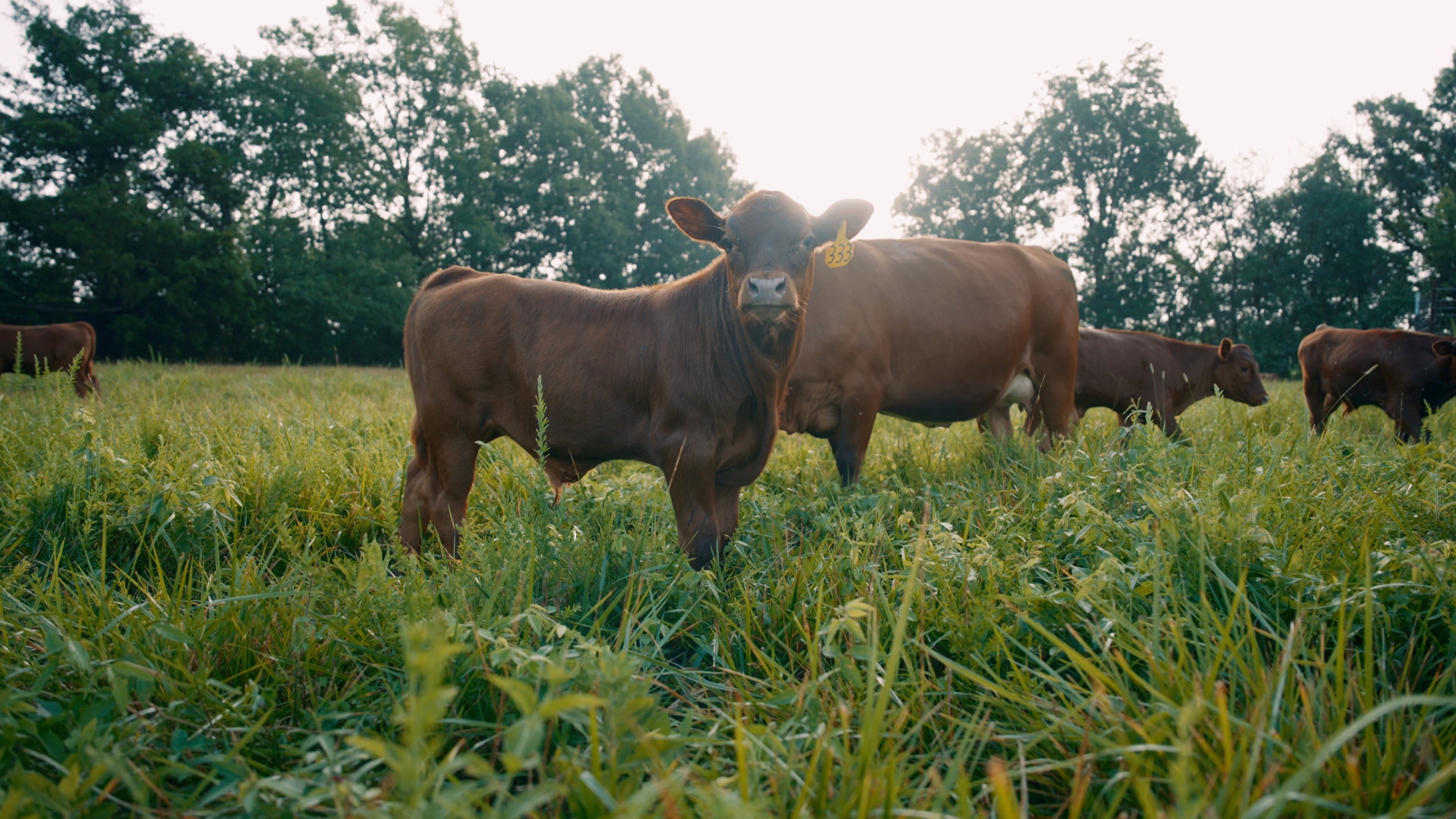 Greg Judy's Regenerative Homesteading Cattle Masterclass