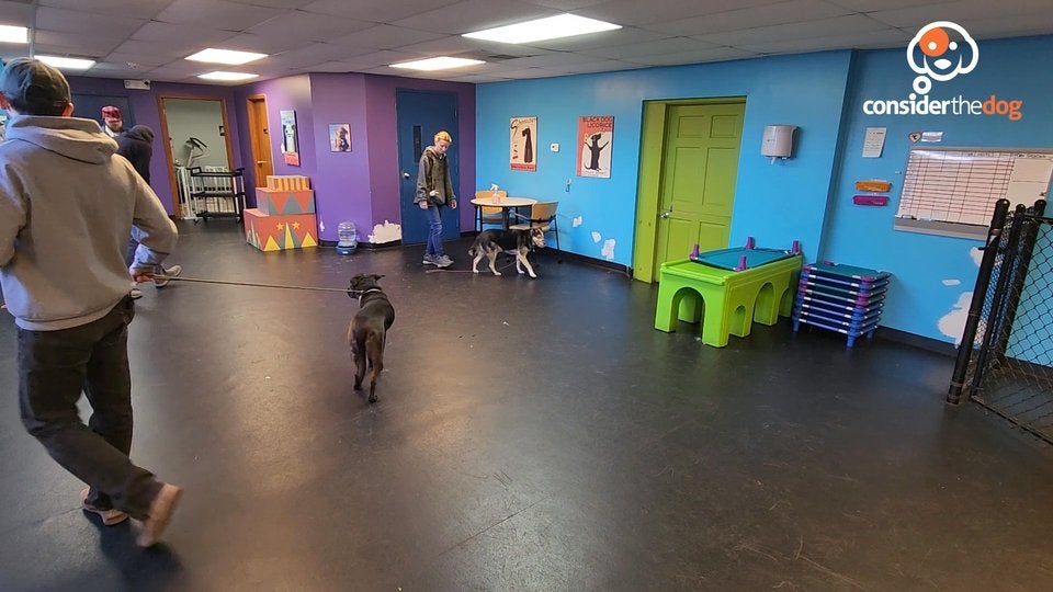 Socialization for Difficult Dogs