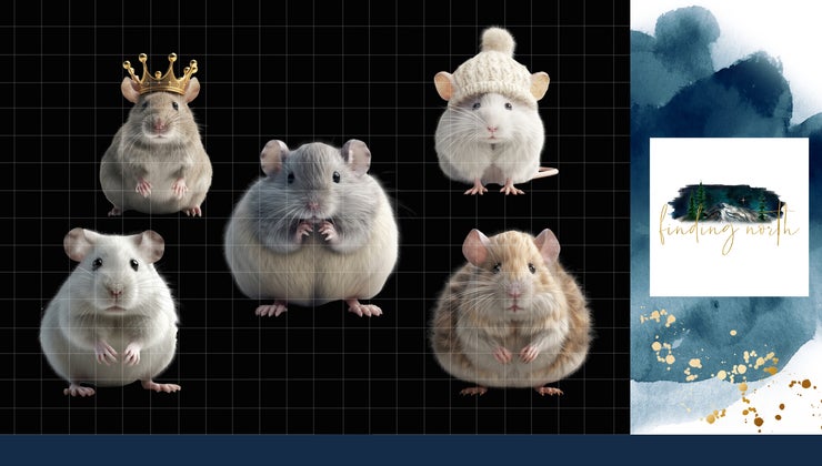 Finding North Educational Resources for Photographers | Mouse Digital ...