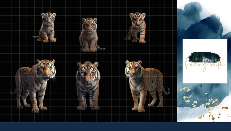 Finding North Educational Resources for Photographers | Tiger Digital ...