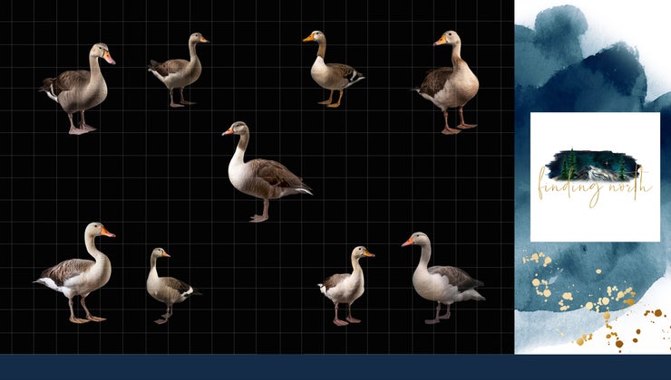 Finding North Educational Resources for Photographers | Duck and Goose ...