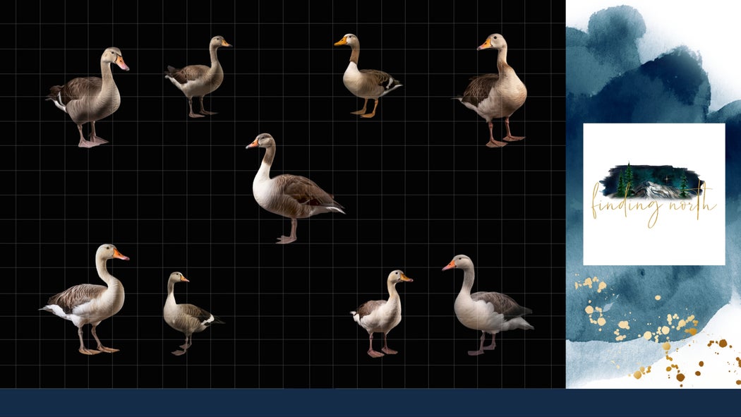 Duck and Goose Digital Overlays