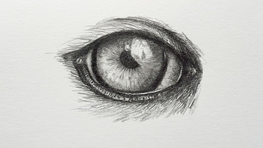Drawing Animals in Graphite