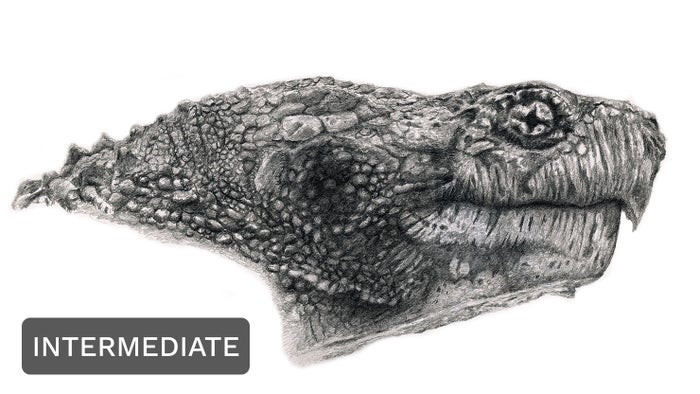 Drawing Animals in Graphite