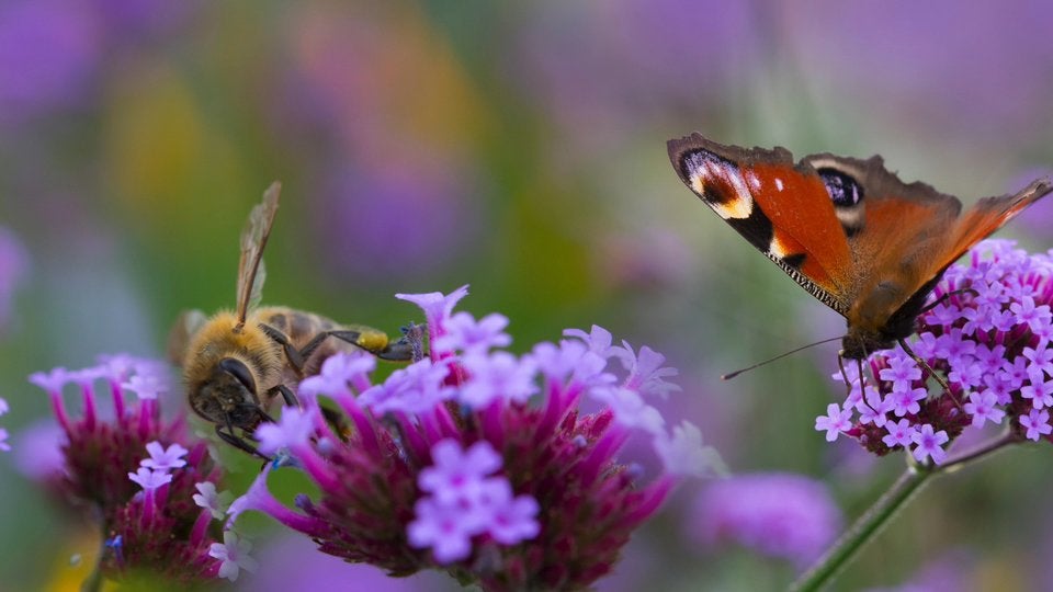 Companion Planting Course | CLUB FARMLUXE