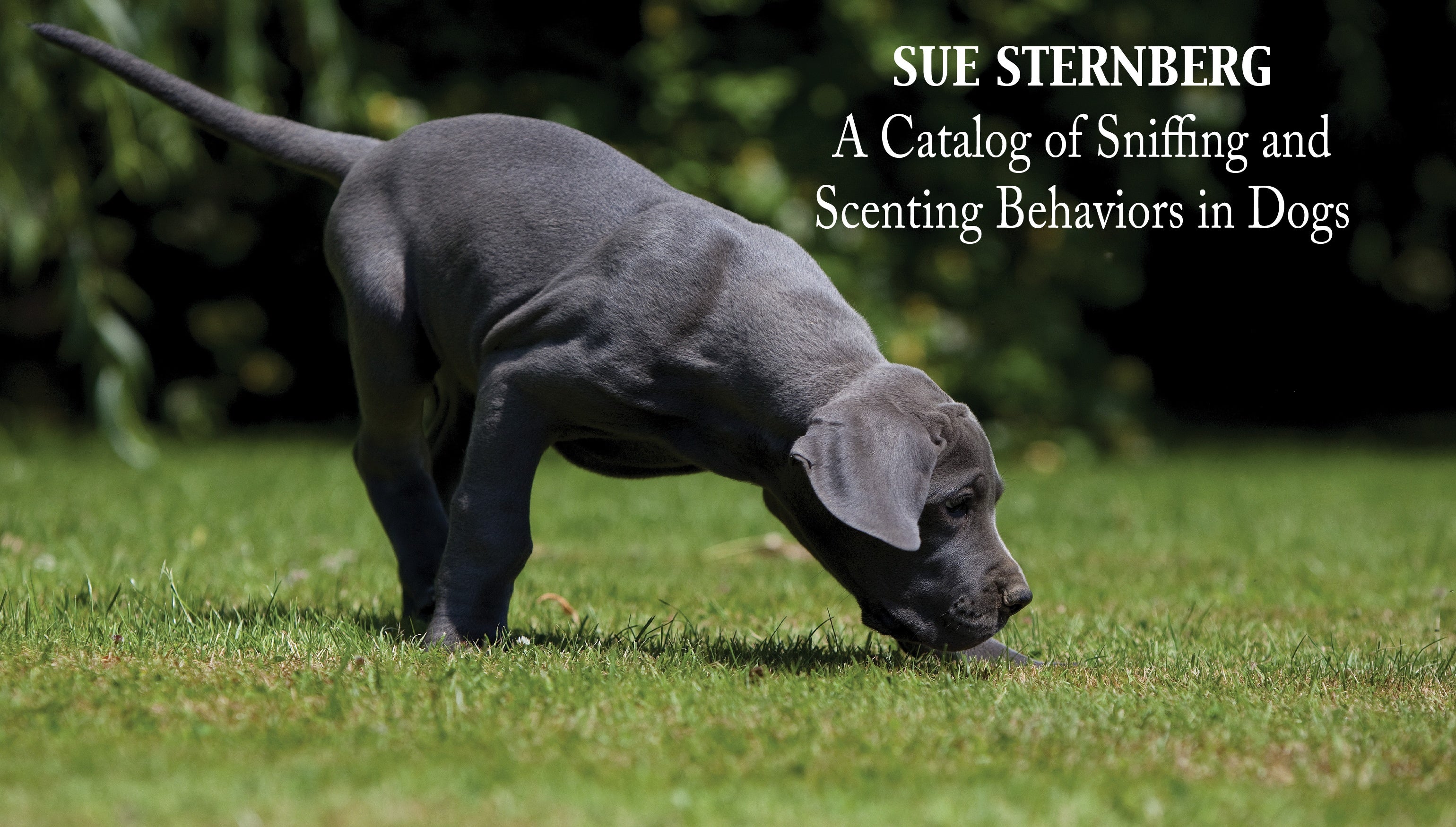 A Catalog of Sniffing and Scenting Behavior in Dogs | Tawzer Dog