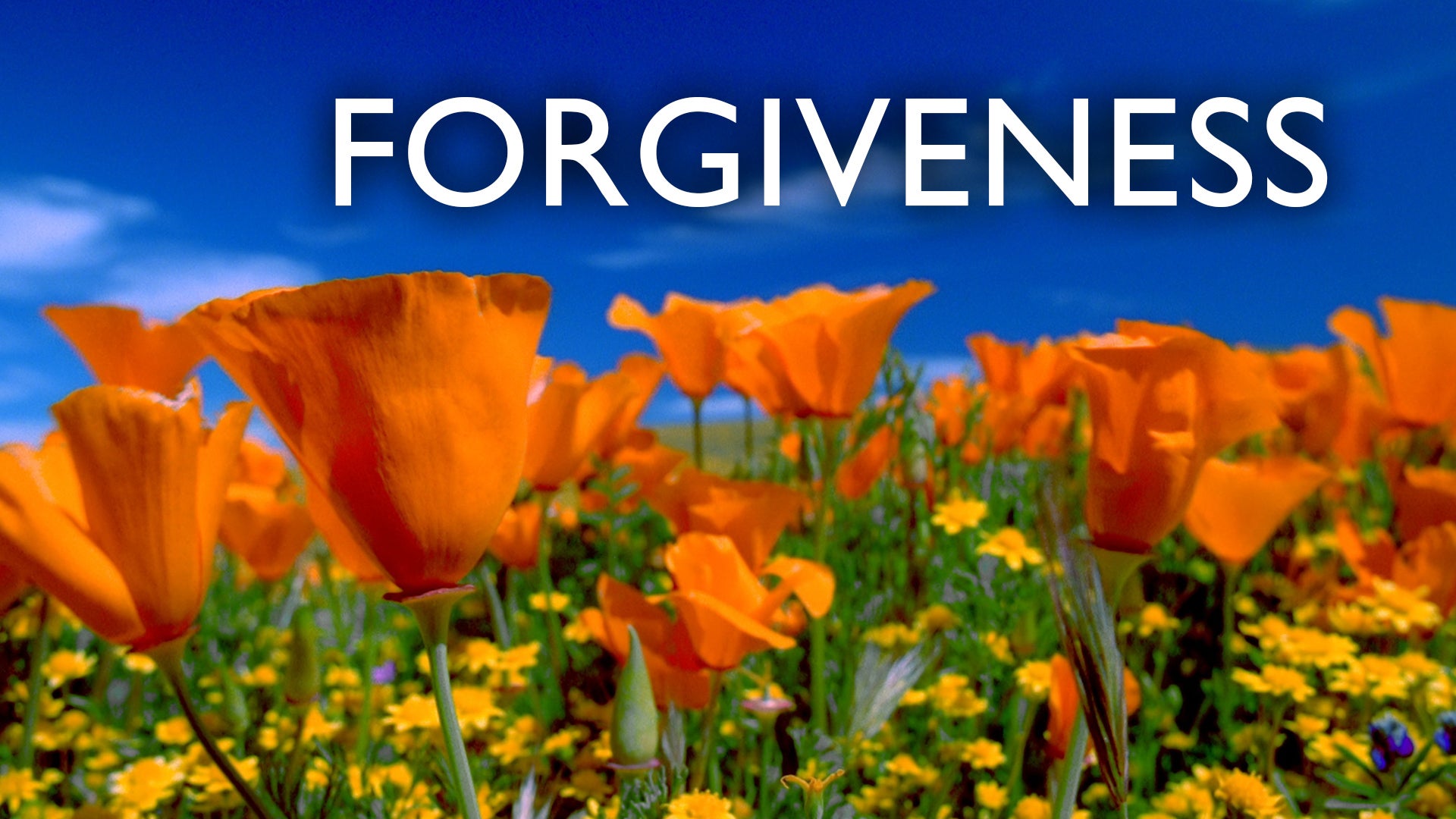 Gratitude Revealed