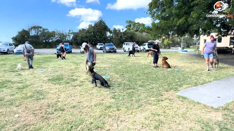 Game On! Group Obedience Game Collection