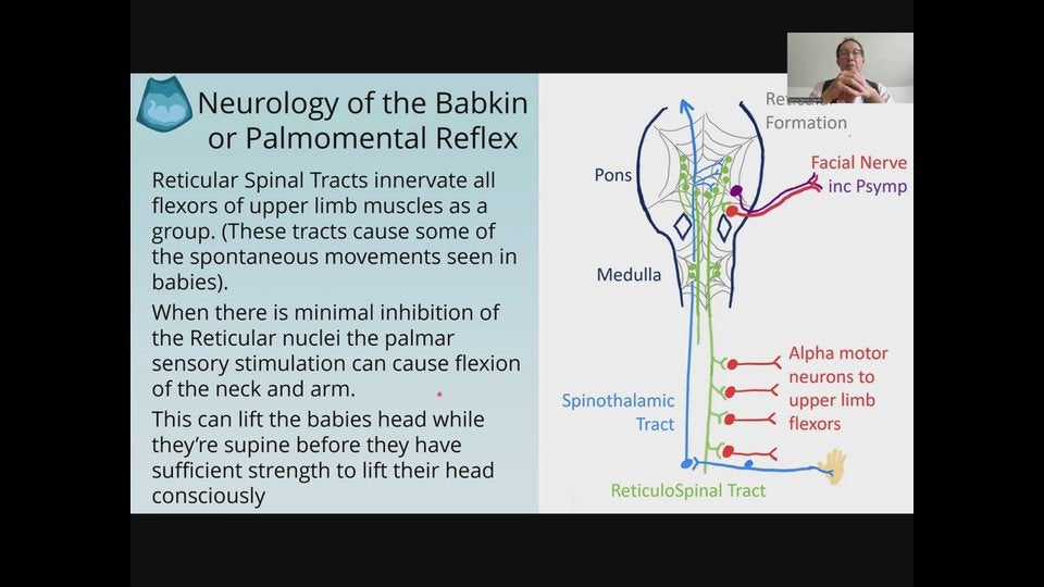 Webinar 5 Ss Development Of Feeding Reflexes And Babkin