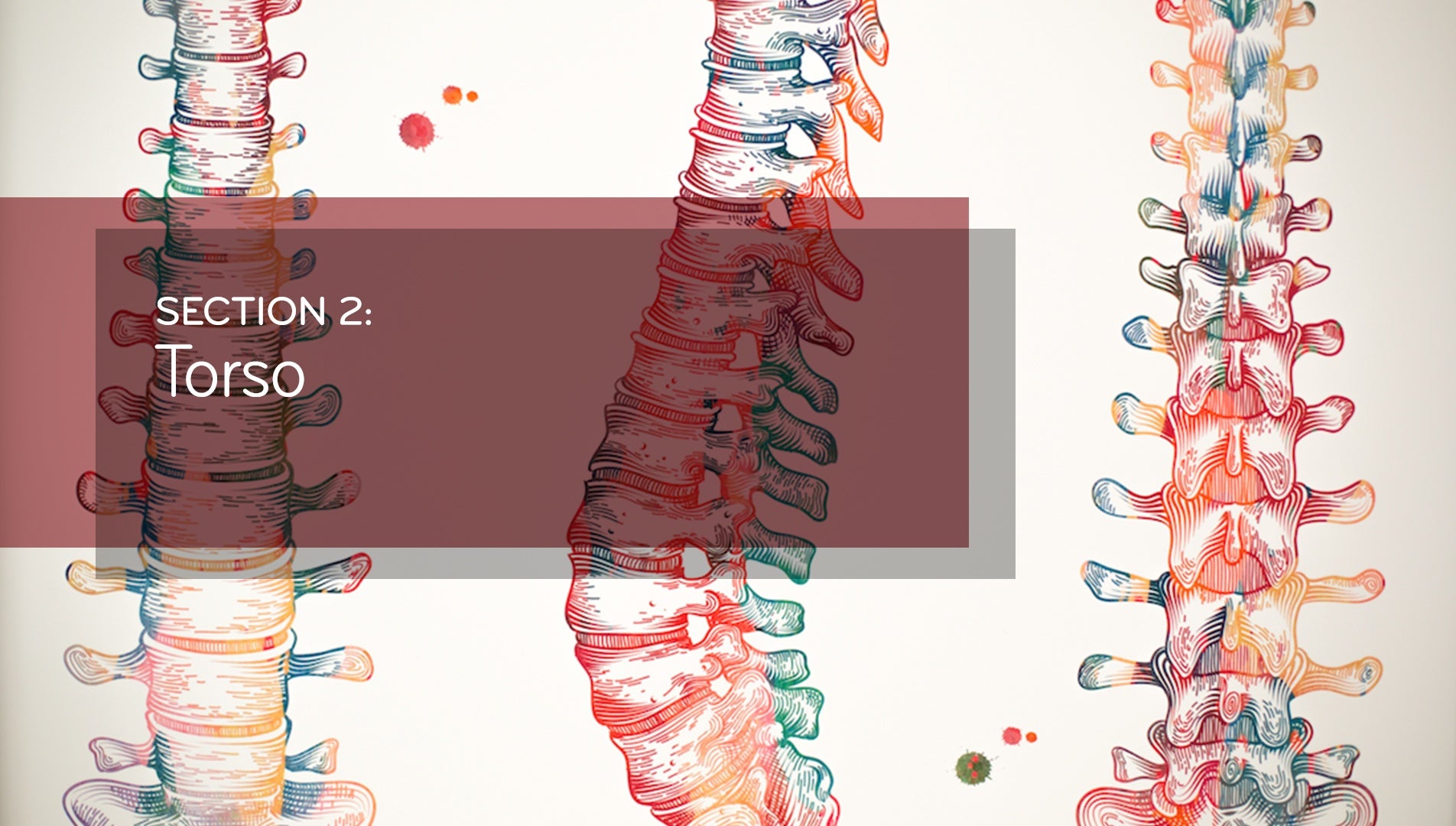 Anatomy + Movement™ Section 2: Torso | Balanced Body Education Video
