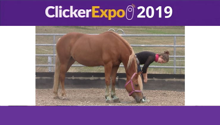 From Clues to Cues: How Cues Evolve Out of the Shaping Process | Video on Demand by Karen Pryor ...