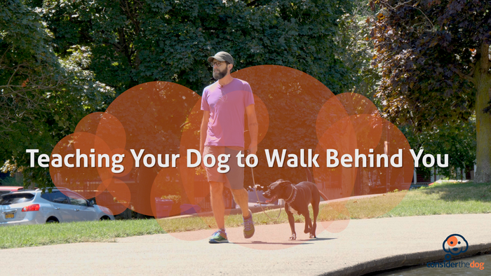 Teaching Your Dog to Walk Behind You
