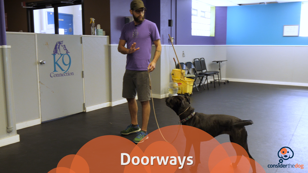 Teaching Your Dog to Walk Behind You