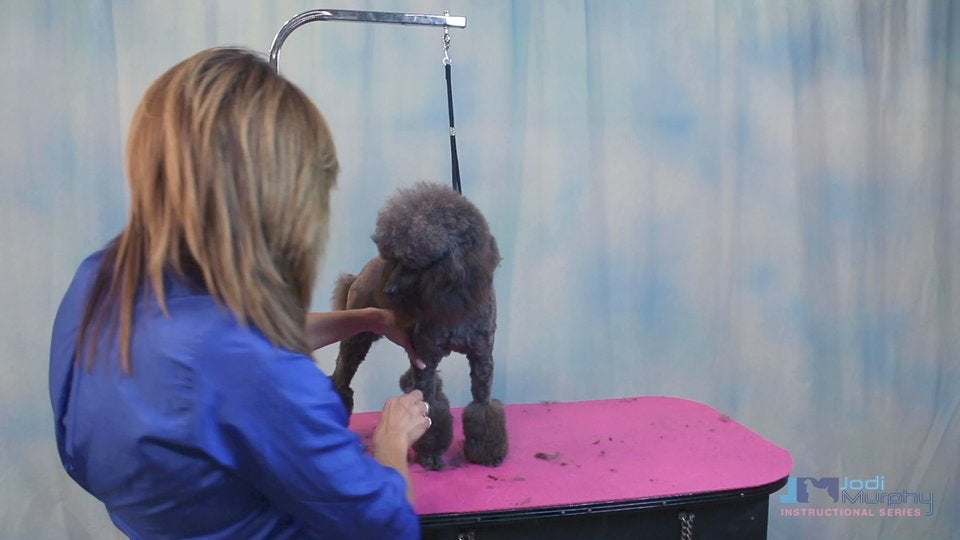Learn How to Groom a Poodle with Miami Trim | Jodi Murphy Instructional ...