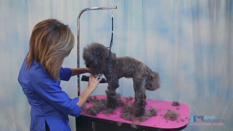 Learn How to Groom a Poodle with Miami Trim | Jodi Murphy Instructional ...