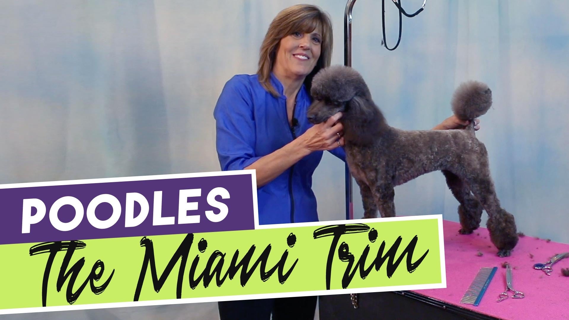Learn How to Groom a Poodle with Miami Trim | Jodi Murphy Instructional ...