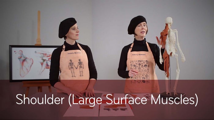 Anatomy + Movement™ Section 3: Upper Body | Balanced Body Education Video